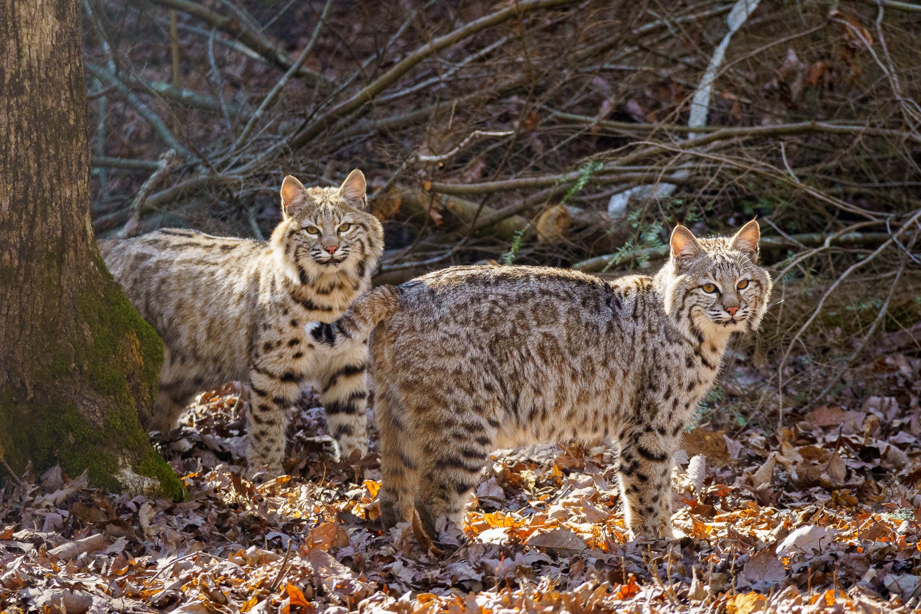 Kingsport welcomes bobcat brothers to Bays Mountain | Tennessee Town ...