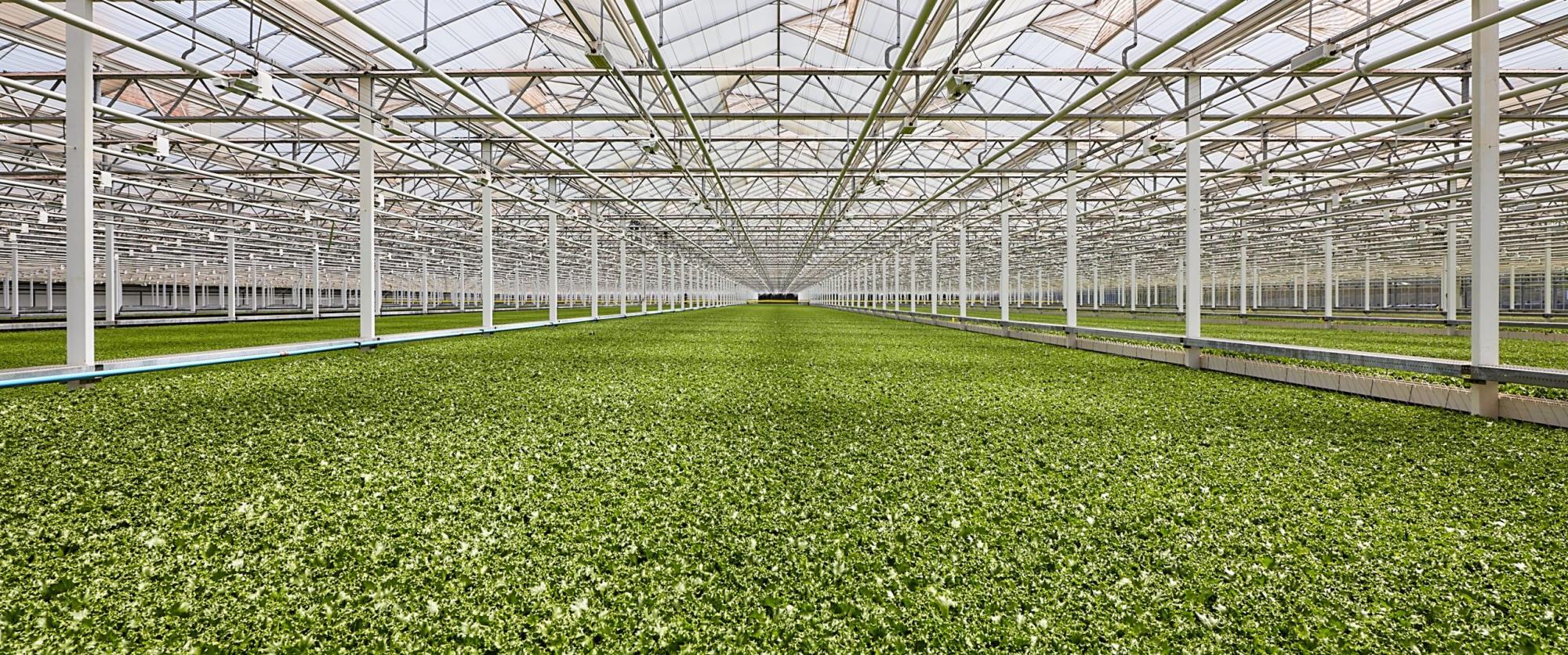 Little Leaf Farms to open greenhouse in Manchester | Tennessee Town ...
